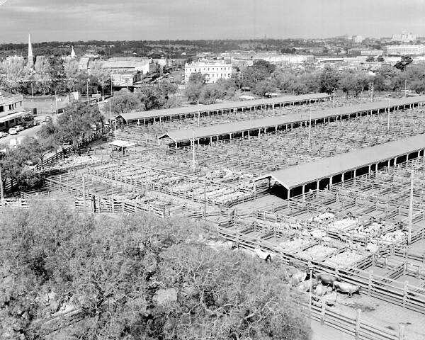 Development of the Newmarket Saleyards, 1857-1919
