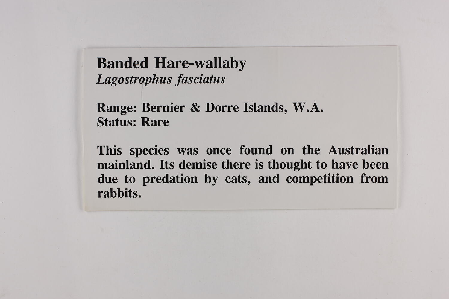 Exhibition Label - Banded Hare-wallaby, Museum of Victoria, Melbourne, 1992