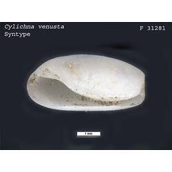 Cylichna venustula Adams, 1862