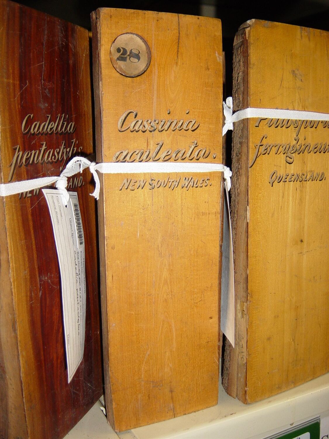 Timber Sample - Common Cassinia (Cassinia aculeata), NSW, 1885