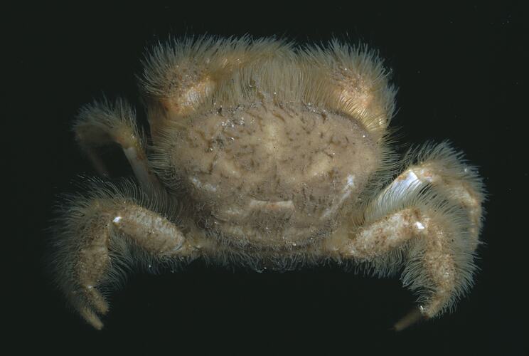 Heteropilumnus fimbriatus (Milne Edwards, 1834)