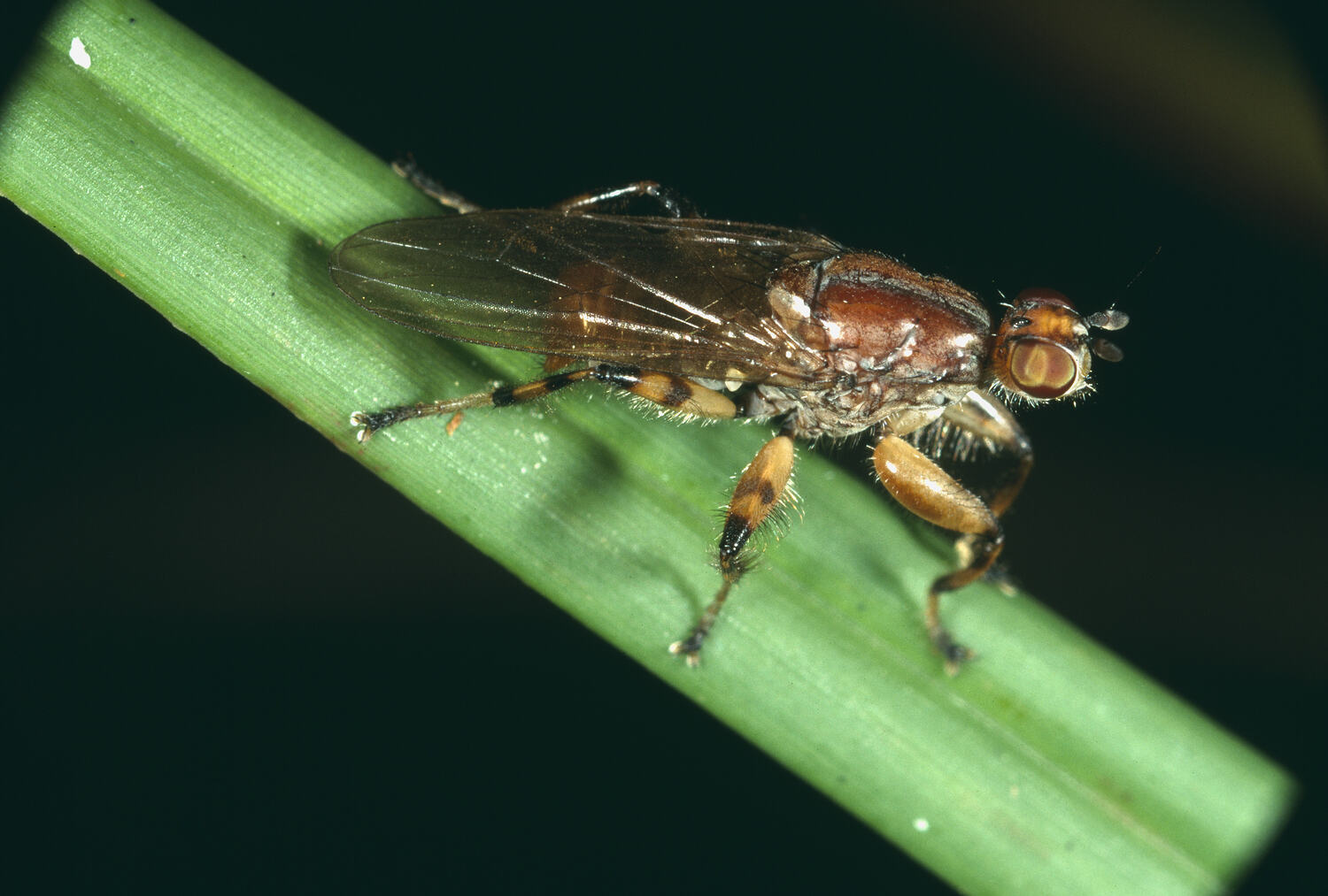 Hippoboscidae, Louse Fly