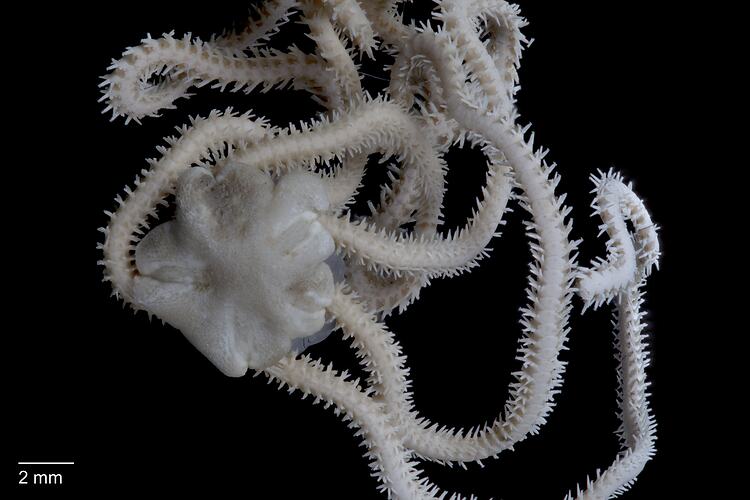 Amphiura elandiformis Clark, 1966