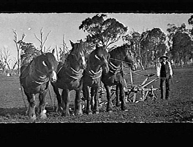 Negative - by Lilian L. Pitts, Merrigum, Victoria, 1920-1930