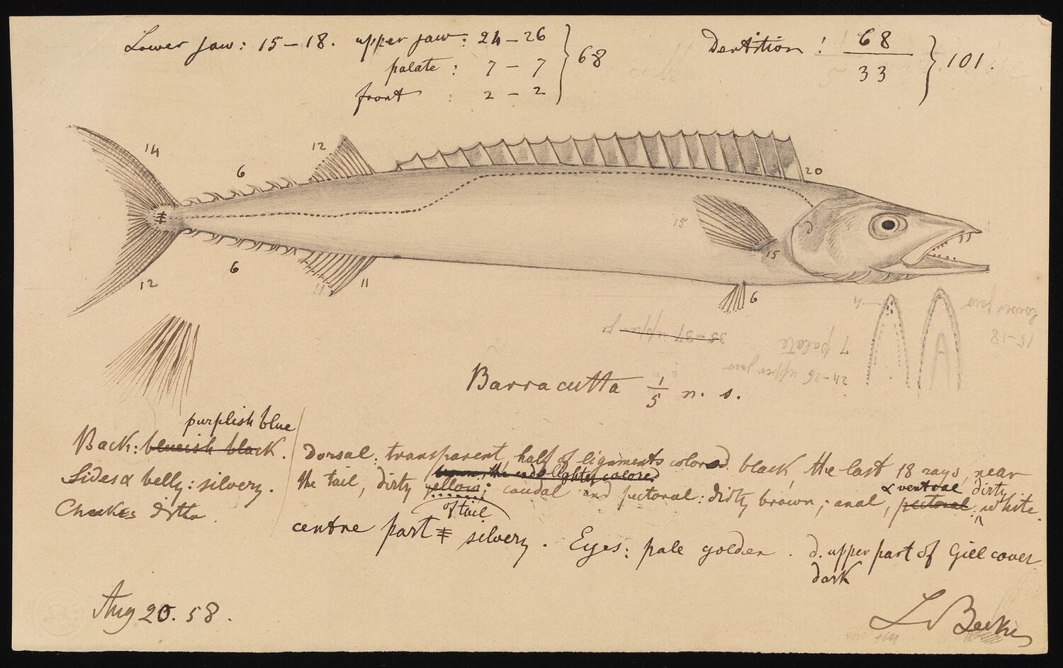 Pencil & Indian Ink illustration - Thersites atun, Barracouta, by ...