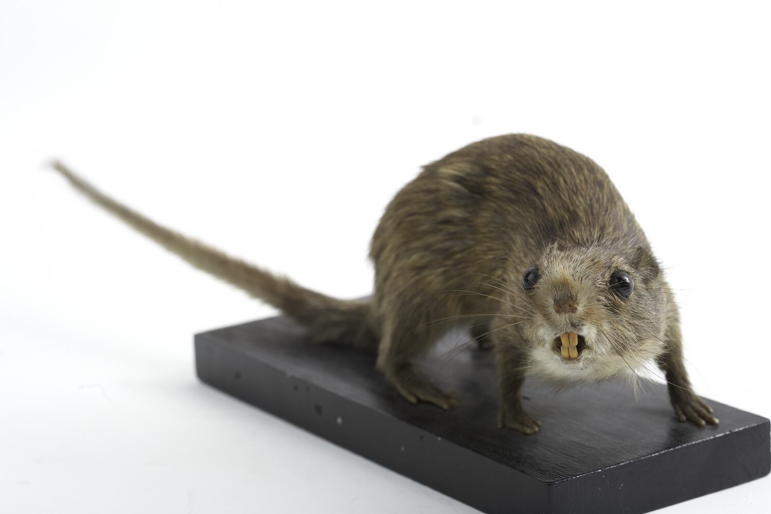 Dactylomys dactylinus