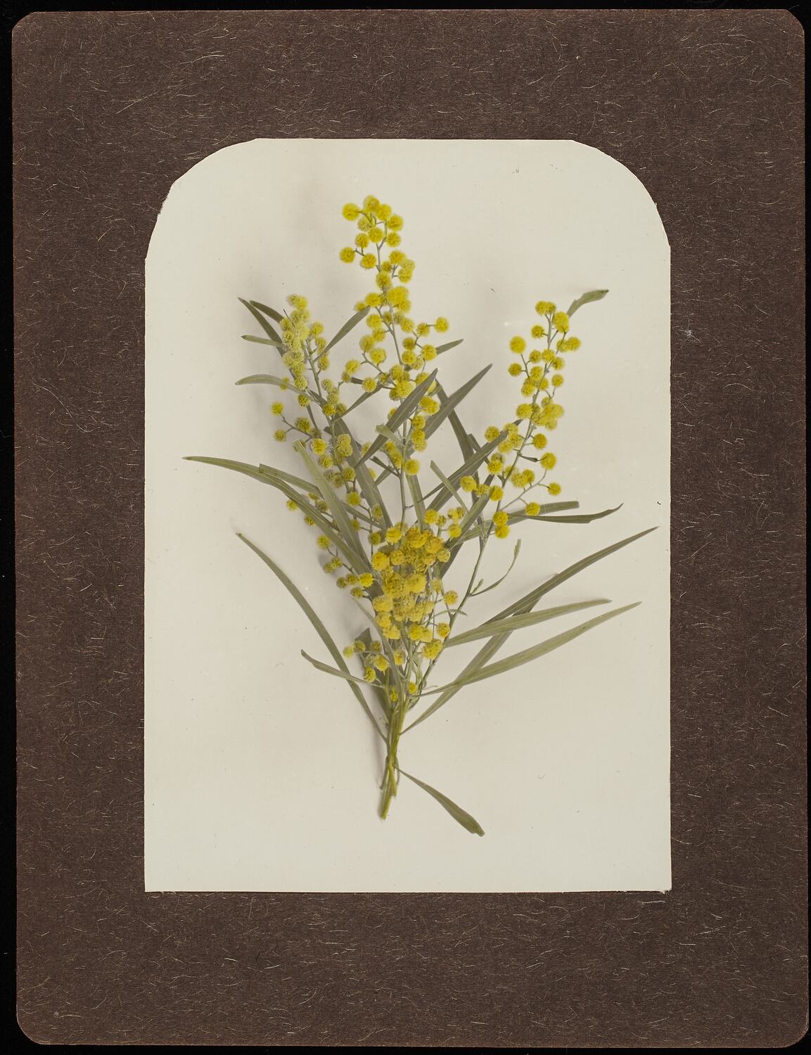 Stereograph - Still Life with Wattle, circa 1920