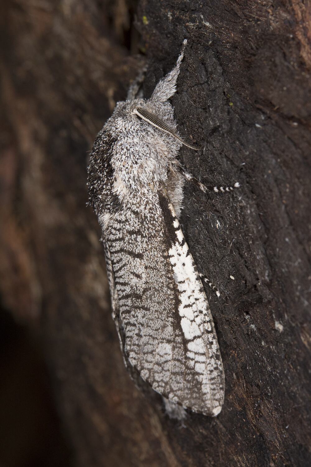 Endoxyla secta Lucas, 1898, Goat Moth