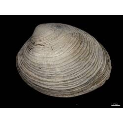 Katelysia rhytiphora (Lamy, 1935)