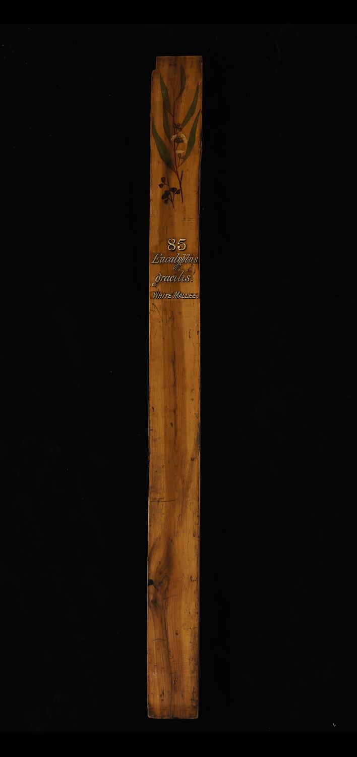 Timber Sample - White Mallee, Eucalyptus calycogona, Victoria, 1885