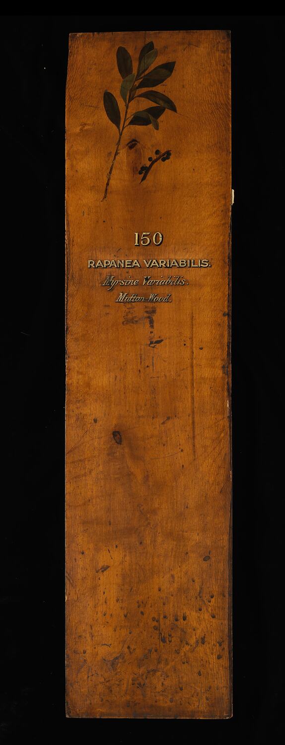 Timber Sample - Mutton Wood, Rapanea howittiana, Victoria, 1885