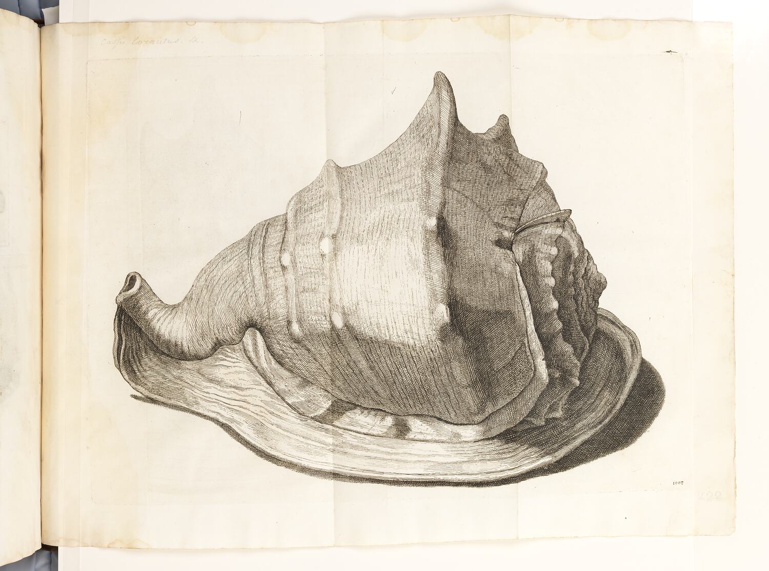 Rare Book - Martin Lister, 'Historiae sive synopsis methodicae ...