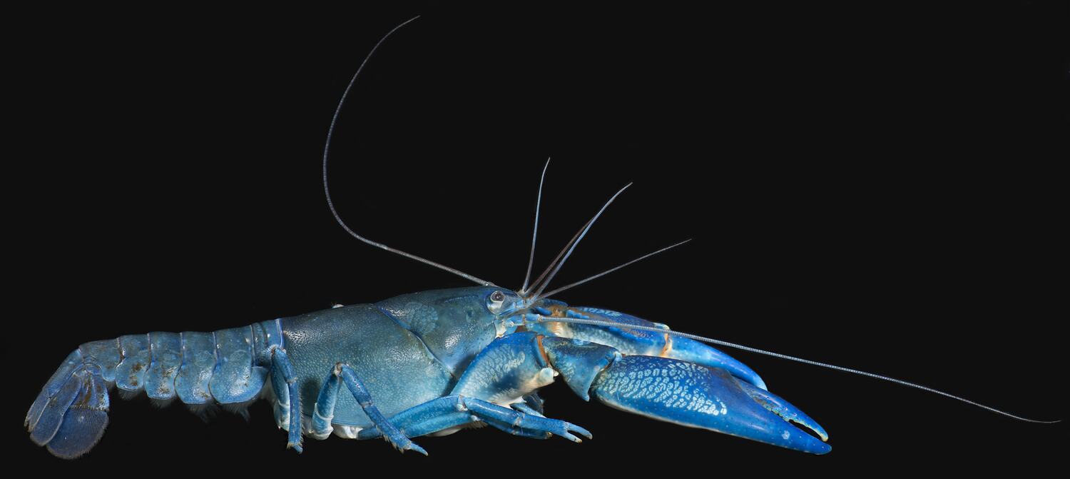 Cherax destructor Clark, 1936