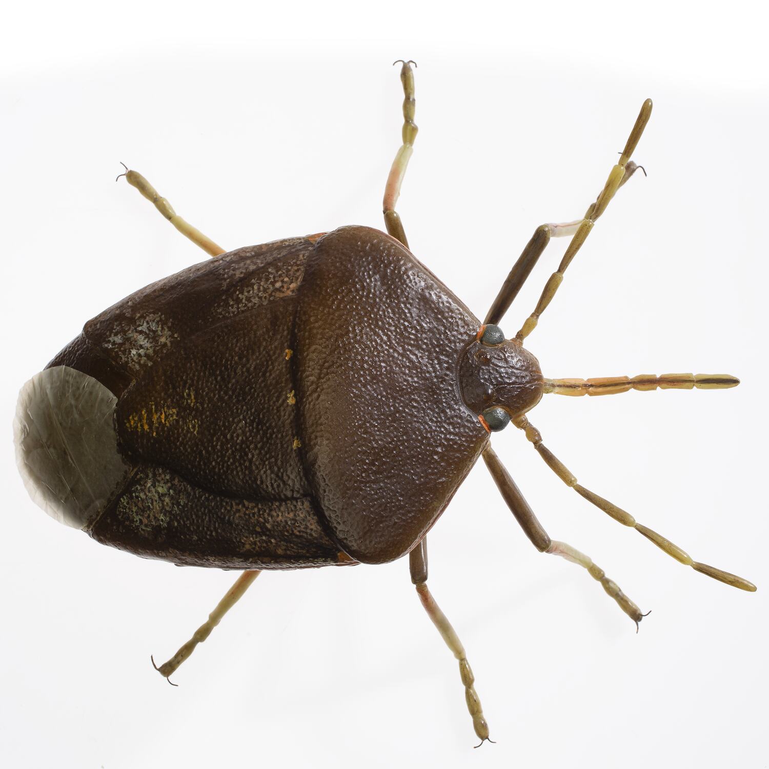 Green Vegetable Bug Model - Nezara Viridula (Pentatomidae), Wax ...