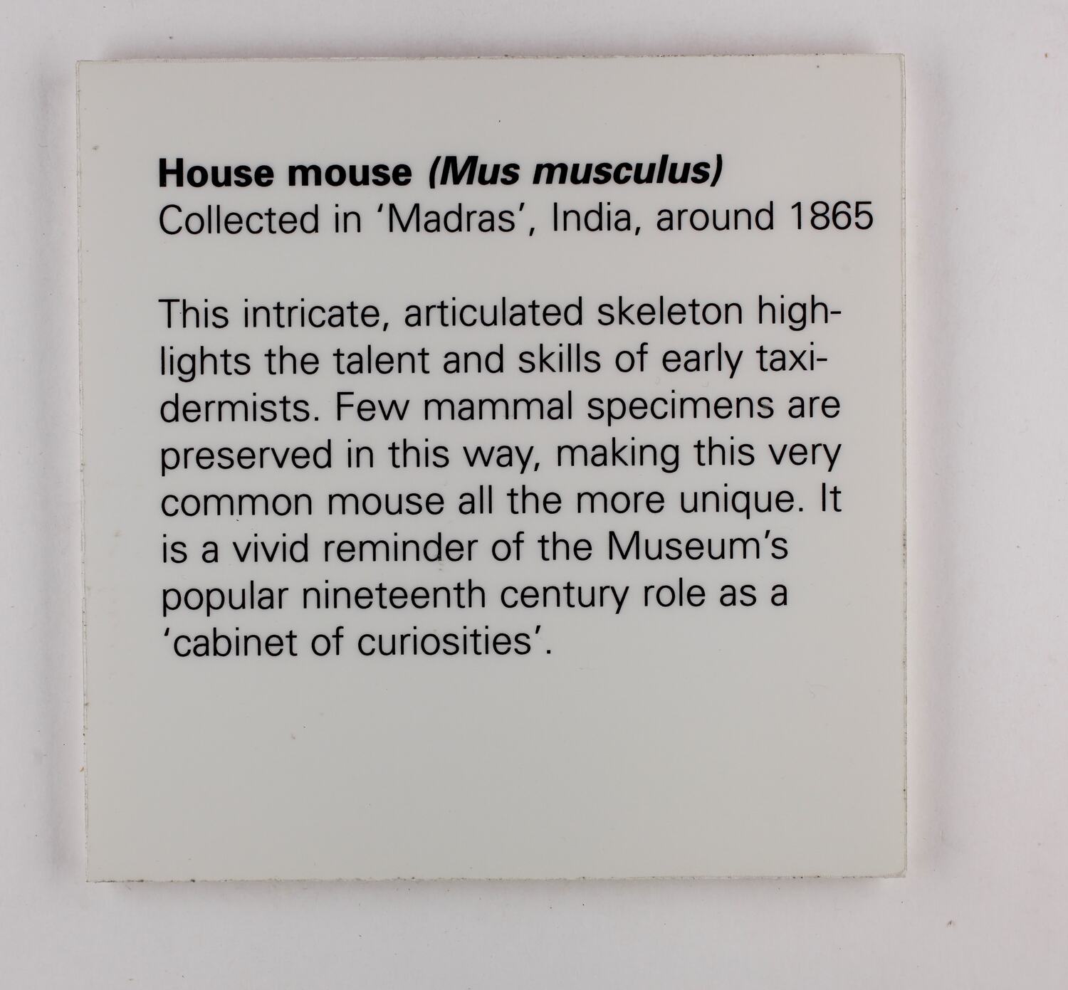 Exhibition Label - House Mouse, Museum of Victoria, Carlton Gardens, 2000