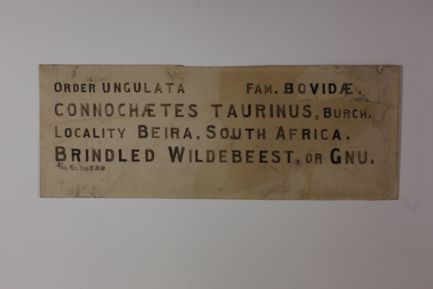 Exhibition Label - Brindled Wildebeest, National Museum of Victoria ...