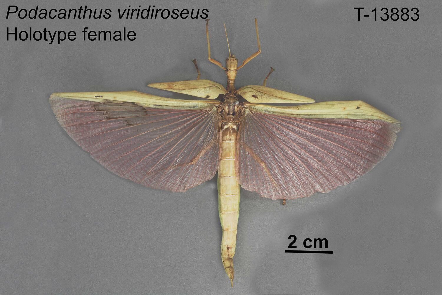 Podacanthus viridiroseus Gray, 1835