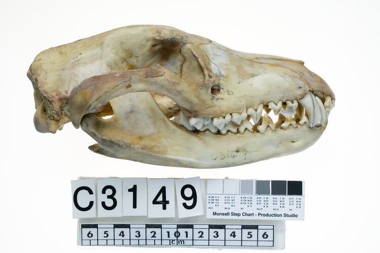 Thylacinus cynocephalus (Harris, 1808)