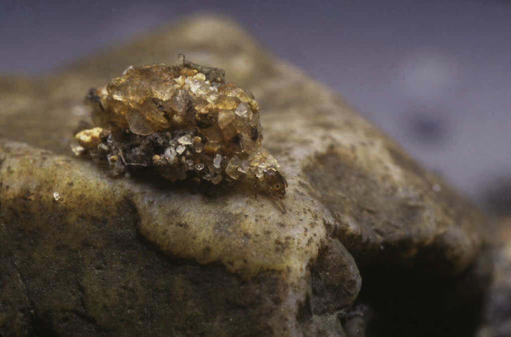 Agapetus, Caddisfly larva