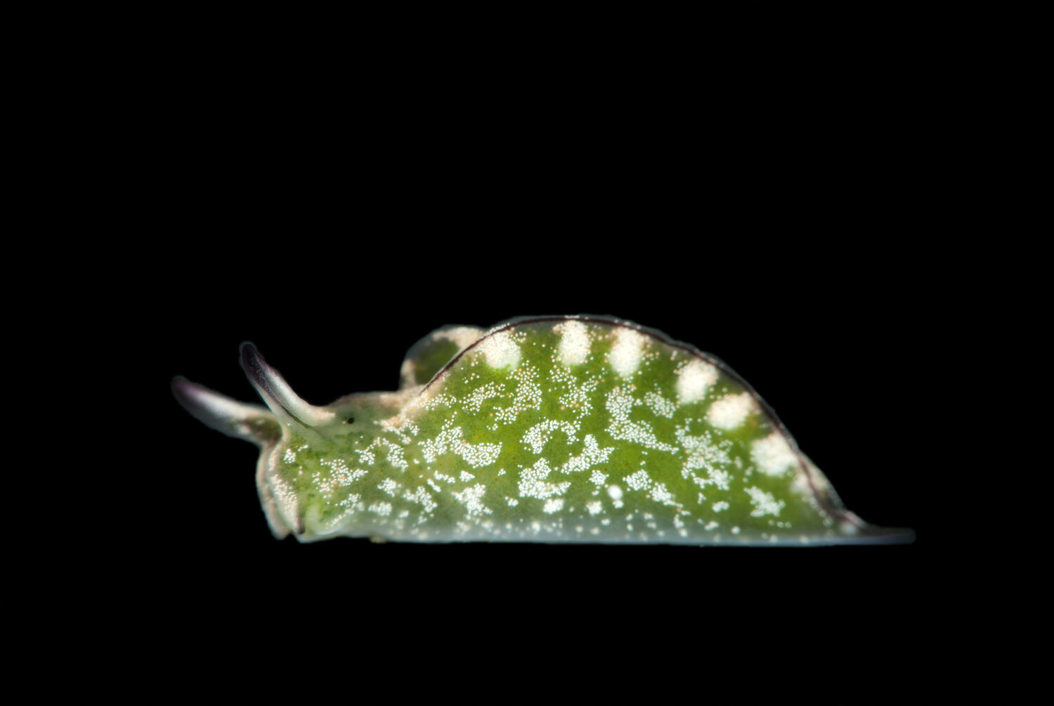 Elysia coodgeensis Angas, 1864, Sap-sucking Sea Slug