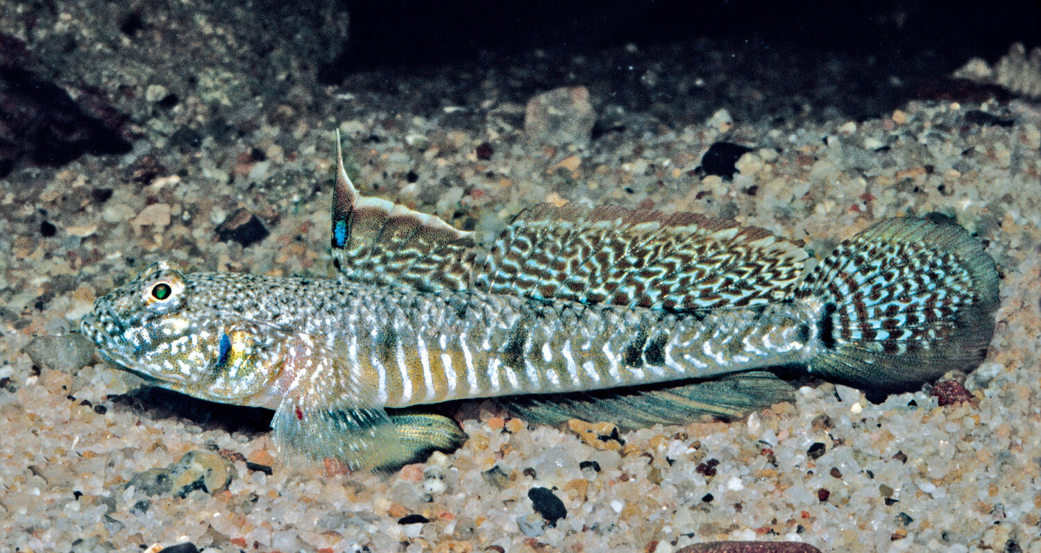 Favonigobius lateralis (Macleay, 1881), Southern Longfin Goby