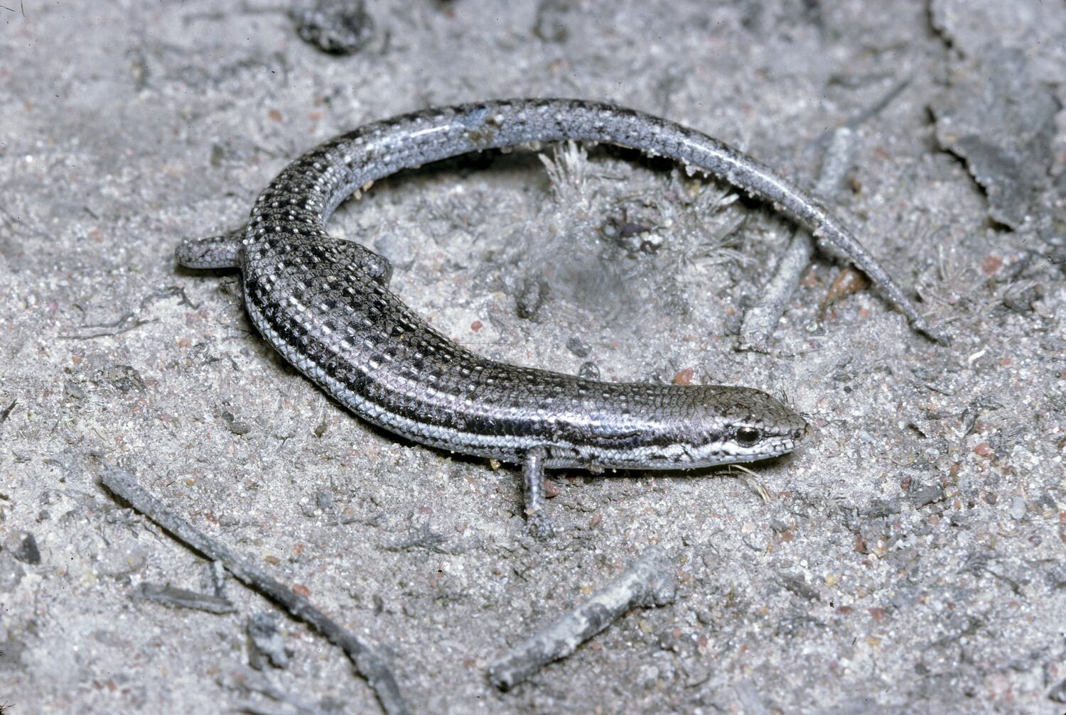 Niveoscincus metallicus (O'Shaughnessy, 1874), Metallic Cool-skink