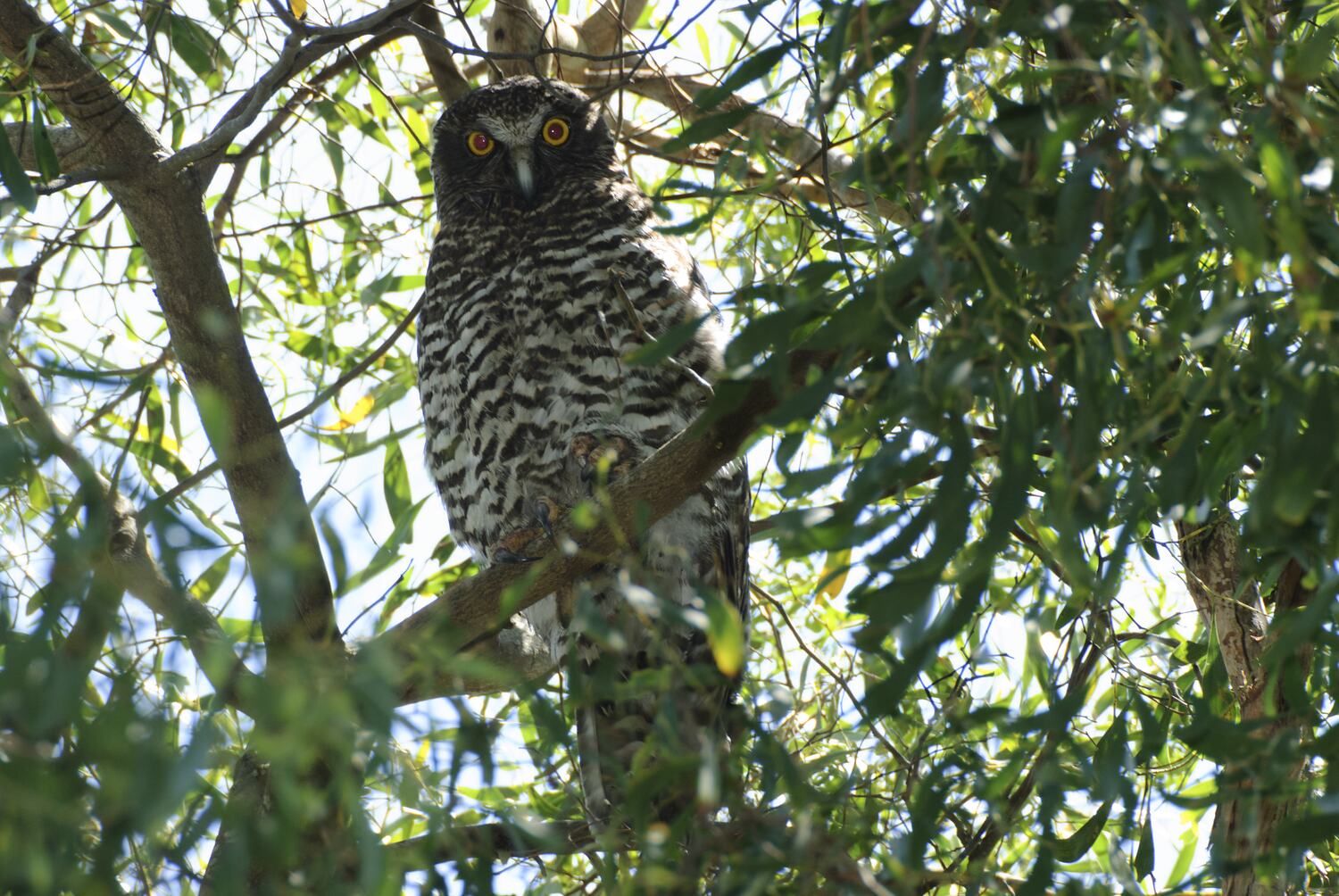 Ninox strenua, Powerful Owl