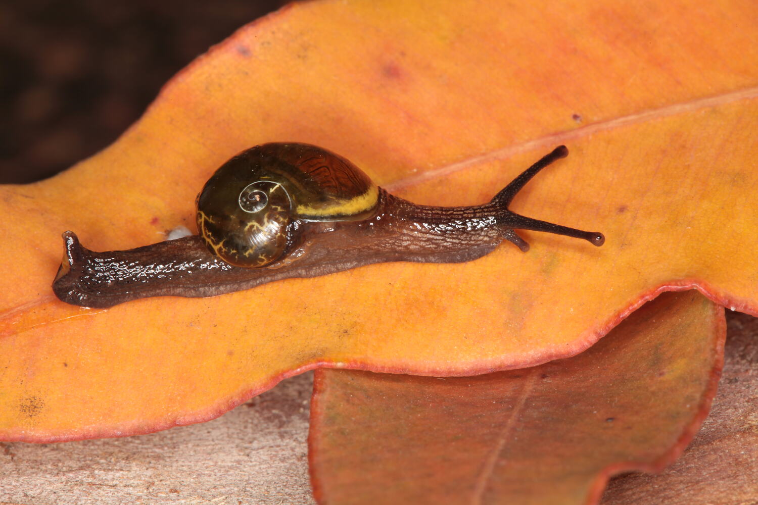 Helicarion nigra Quoy & Gaimard, 1832, Semi-slug