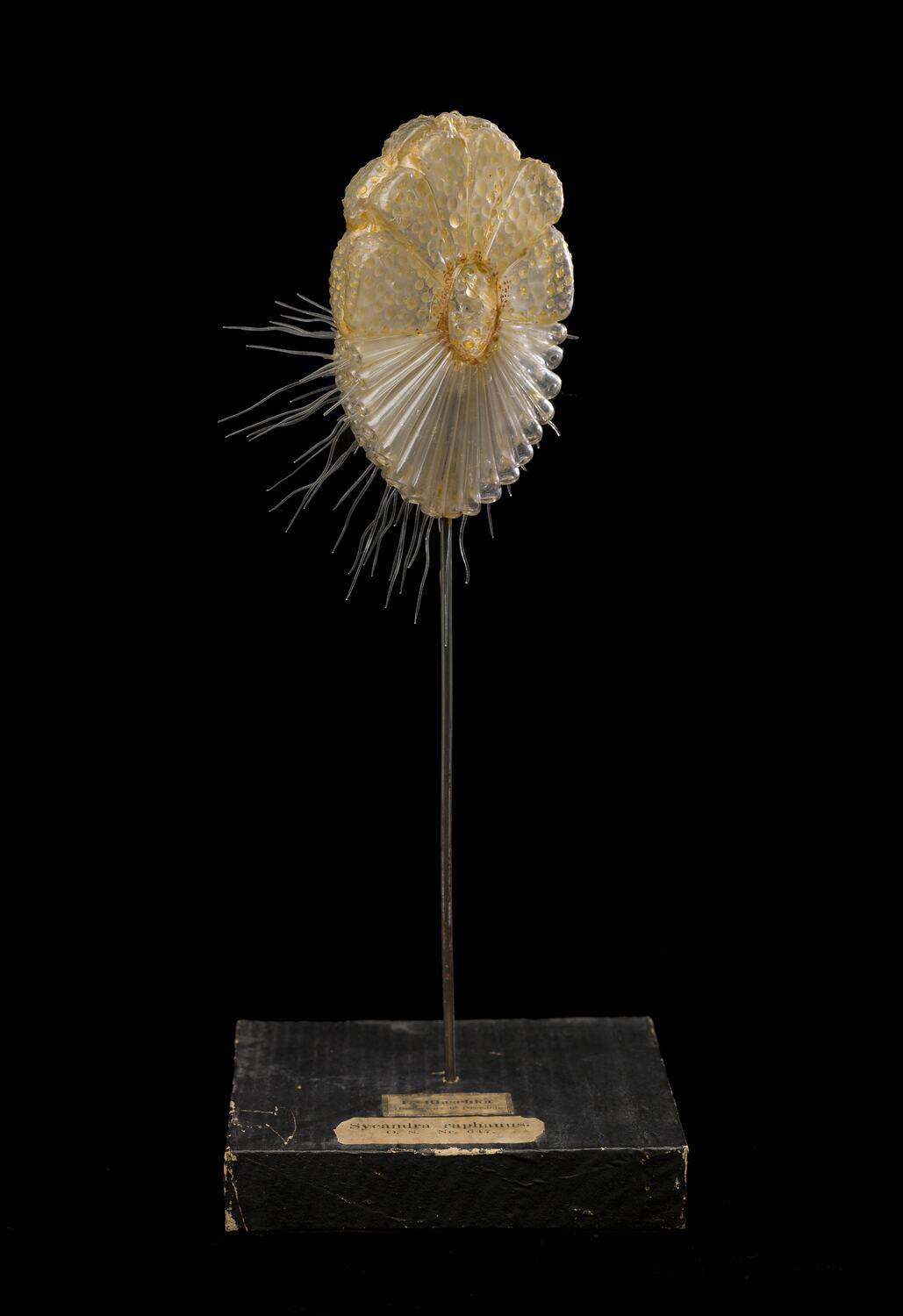 Blaschka Glass Model - Sponge larvae, Sycon raphanus Schmidt, 1862