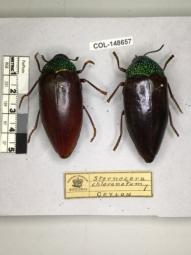 Sternocera Eschscholtz, 1829