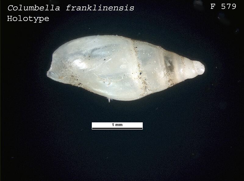 Columbella franklinensis Gatliff; Gabriel, Charles John, 1910