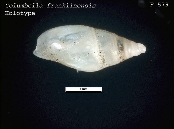 Columbella franklinensis Gatliff; Gabriel, Charles John, 1910