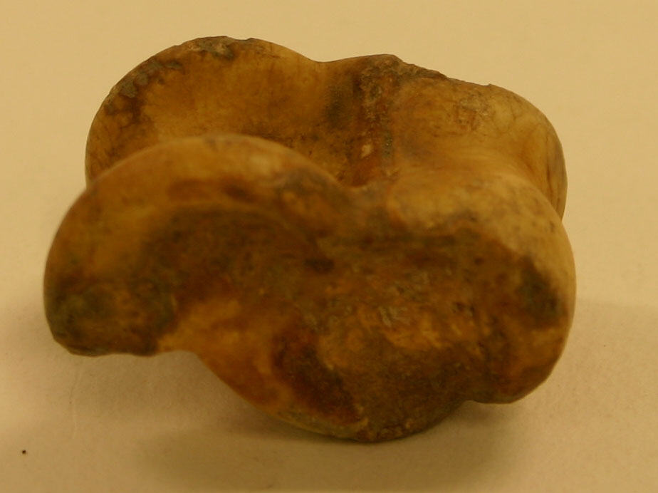 Astragalus - Bone, circa 1880