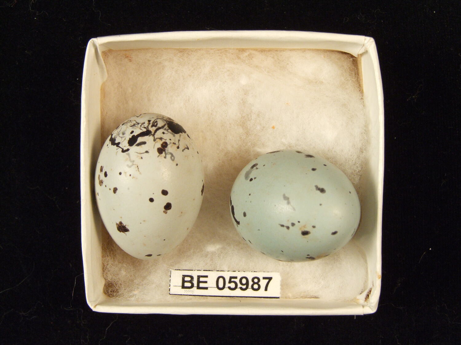 Psophodes nigrogularis leucogaster