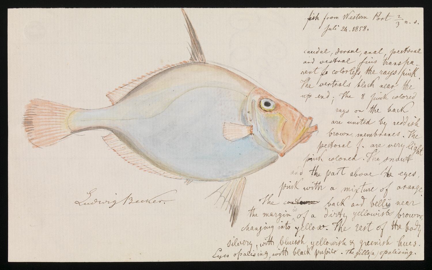 Watercolour illustration and notes - Silvery Dory, Cyttus australis ...