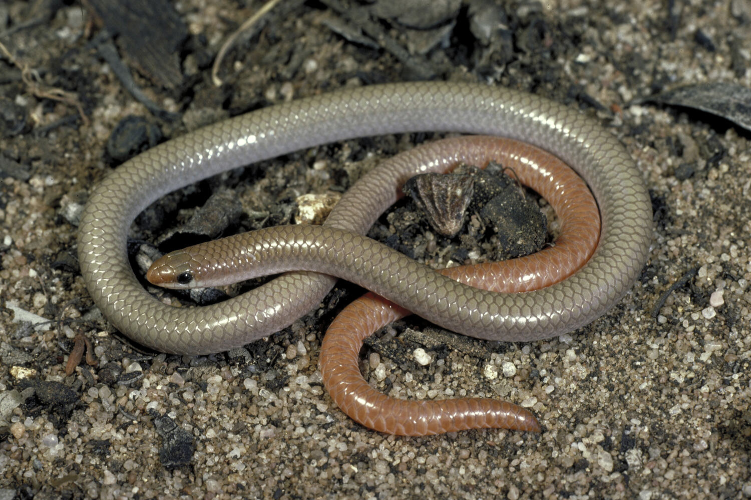Aprasia inaurita Kluge, 1974, Red-tailed Worm-lizard