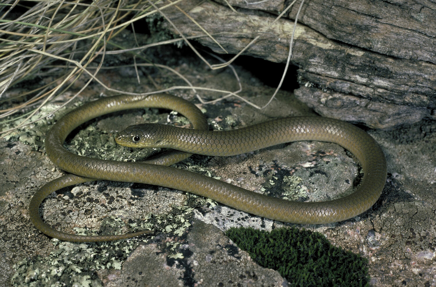 Delma inornata Kluge, 1974, Patternless Legless Lizard