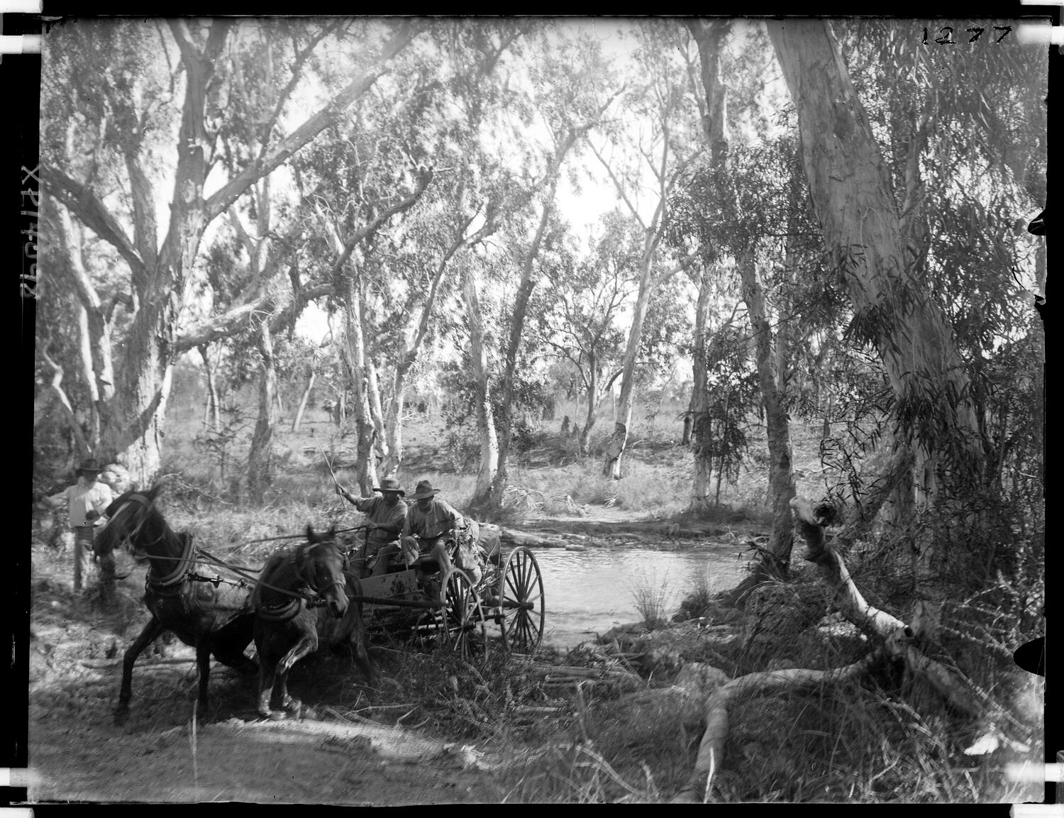 Glass plate. Roper River, Eastern Arnhem Land, Northern Territory ...