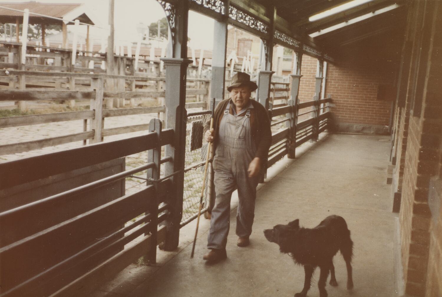 Digital Photograph - Drover, Newmarket Saleyards, Newmarket, Sep 1985