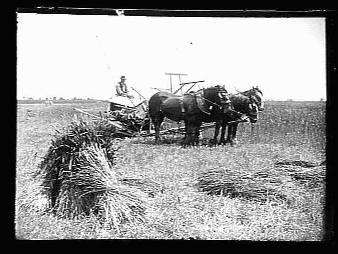 Glass Negative - Horse-drawn Harvester, by A.J. Campbell, Australia ...