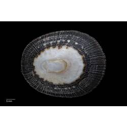 Patelloida victoriana (Singleton, 1937)