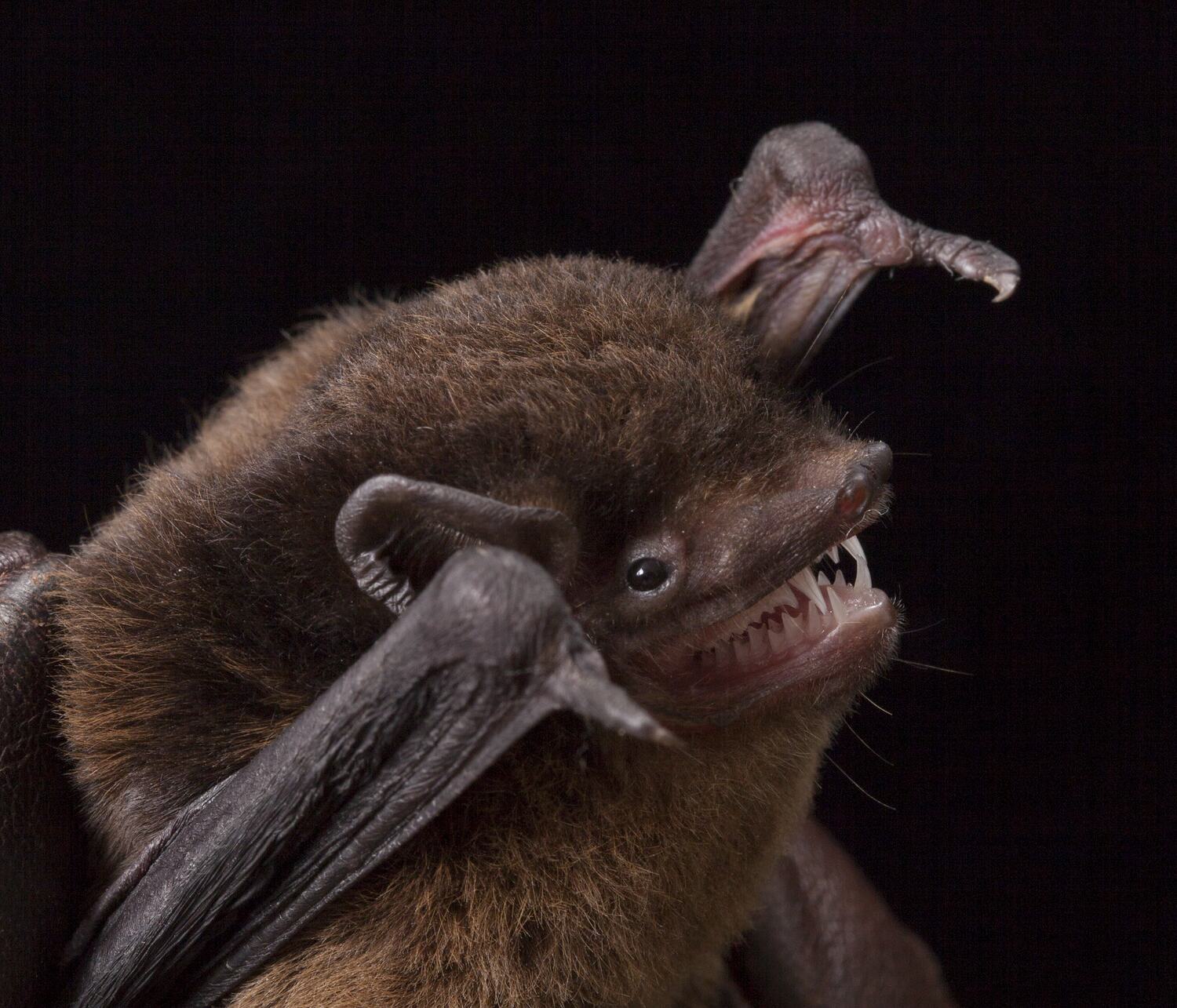 Chalinolobus gouldii Gray, 1841, Gould's Wattled Bat