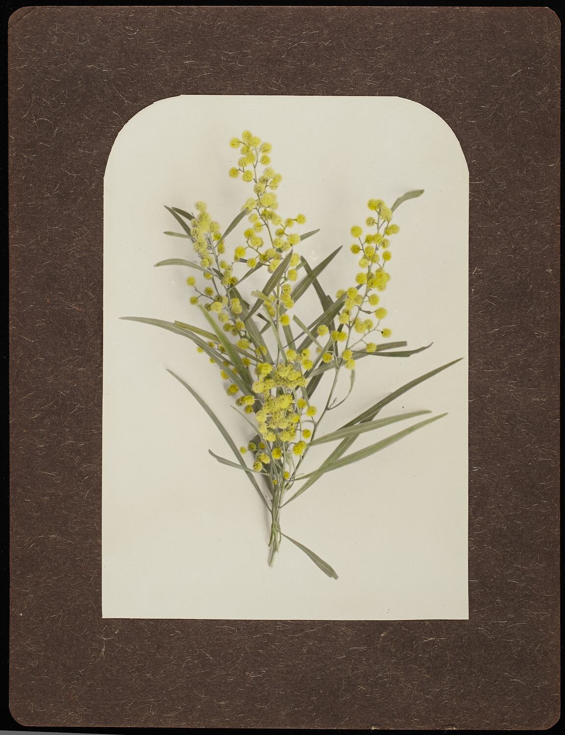 Stereograph - Still Life with Wattle, circa 1920