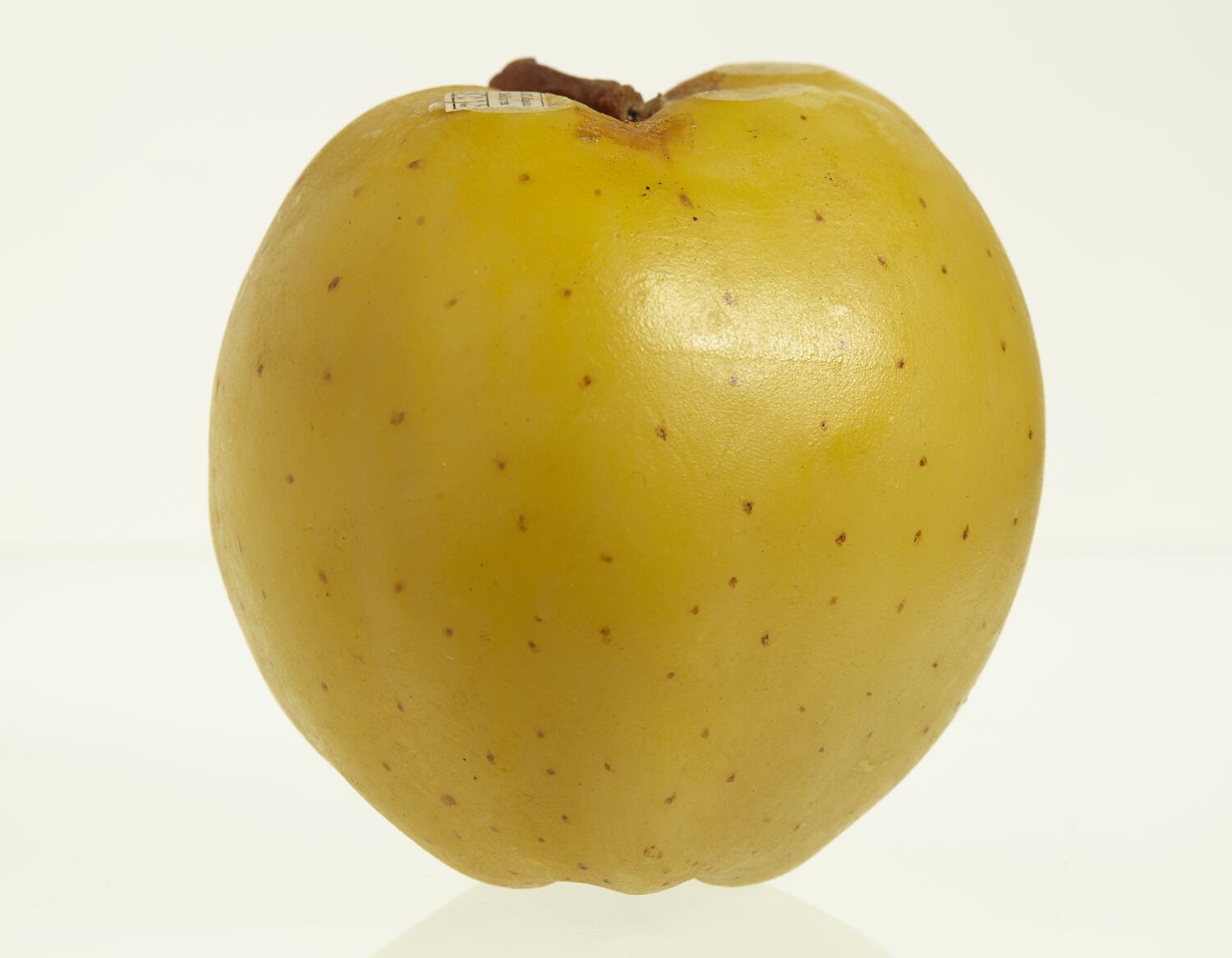 Apple Model - Yellow Bellflower, Hazelglen, 1875