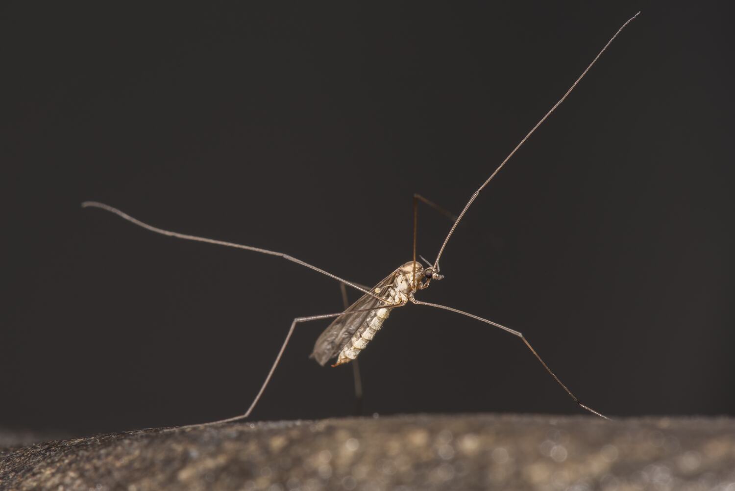 Antocha australiensis Alexander, 1922