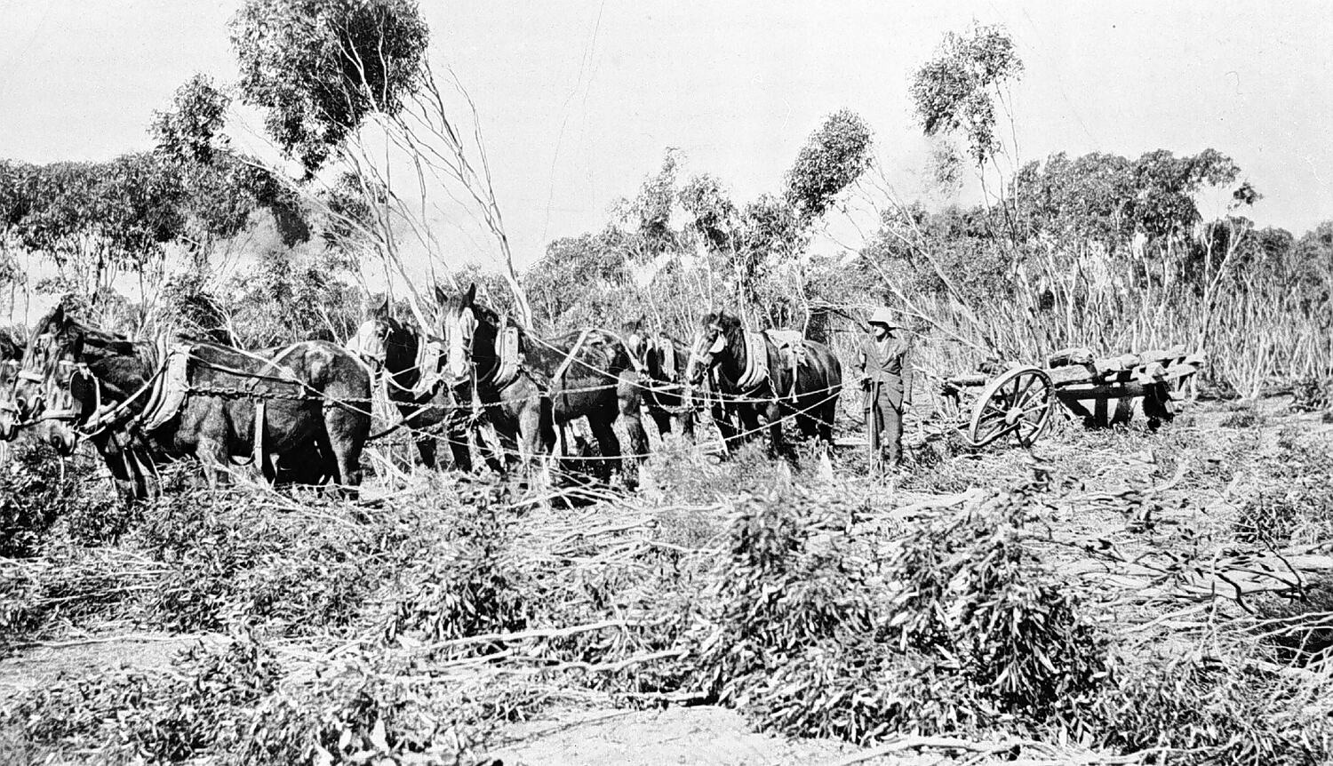 Negative - Manangatang, Victoria, circa 1920