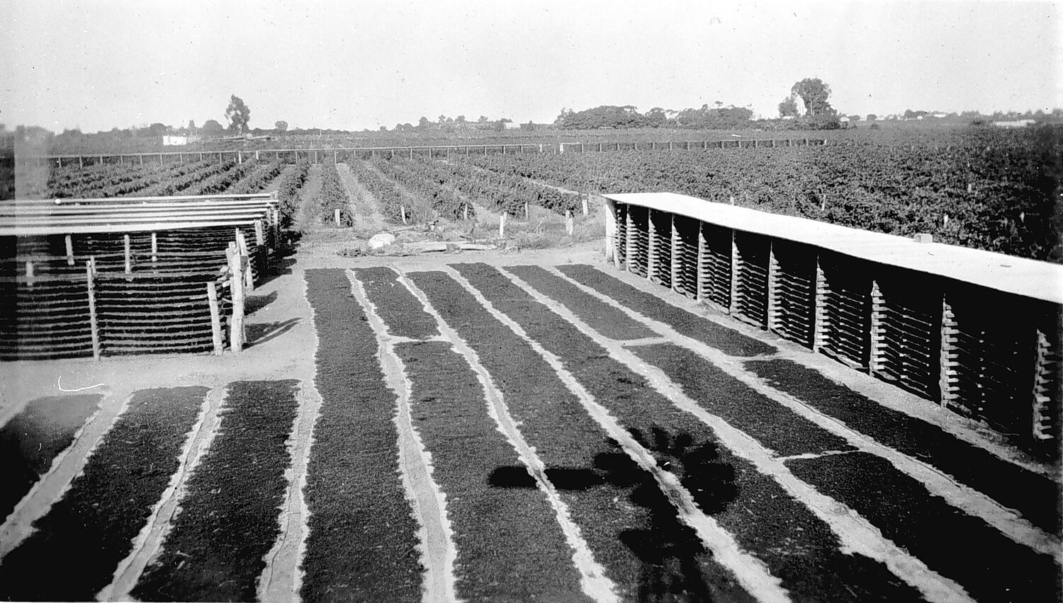 Negative - Merbein, Victoria, circa 1925