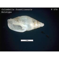 Columbella franklinensis Gatliff; Gabriel, Charles John, 1910