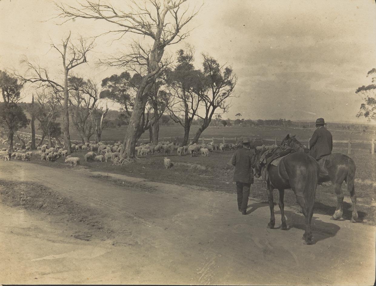 Digital Photograph - Two Men on Horseback Droving Sheep, Gippsland ...