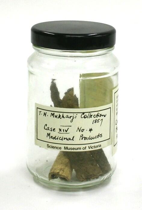 Bark Sample - Cinchona ledgeriana, India, 1880s